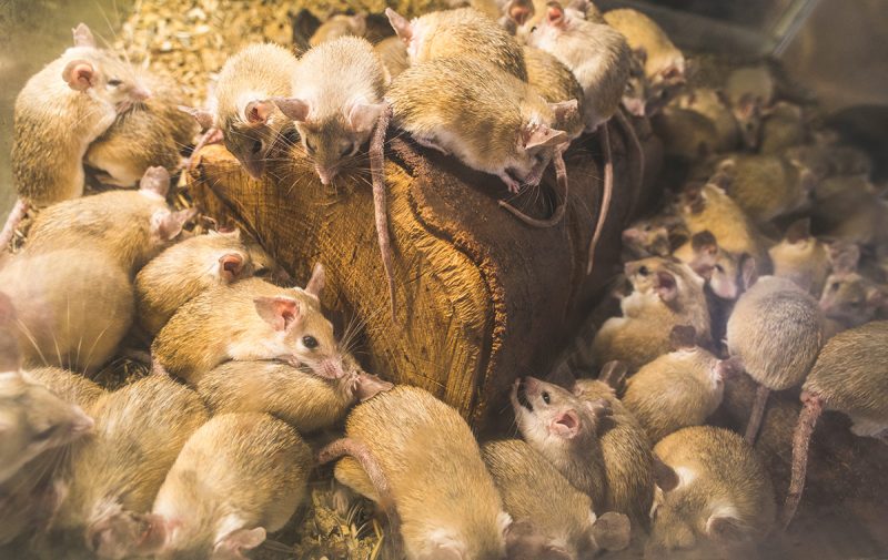 Rodents - CE Solution